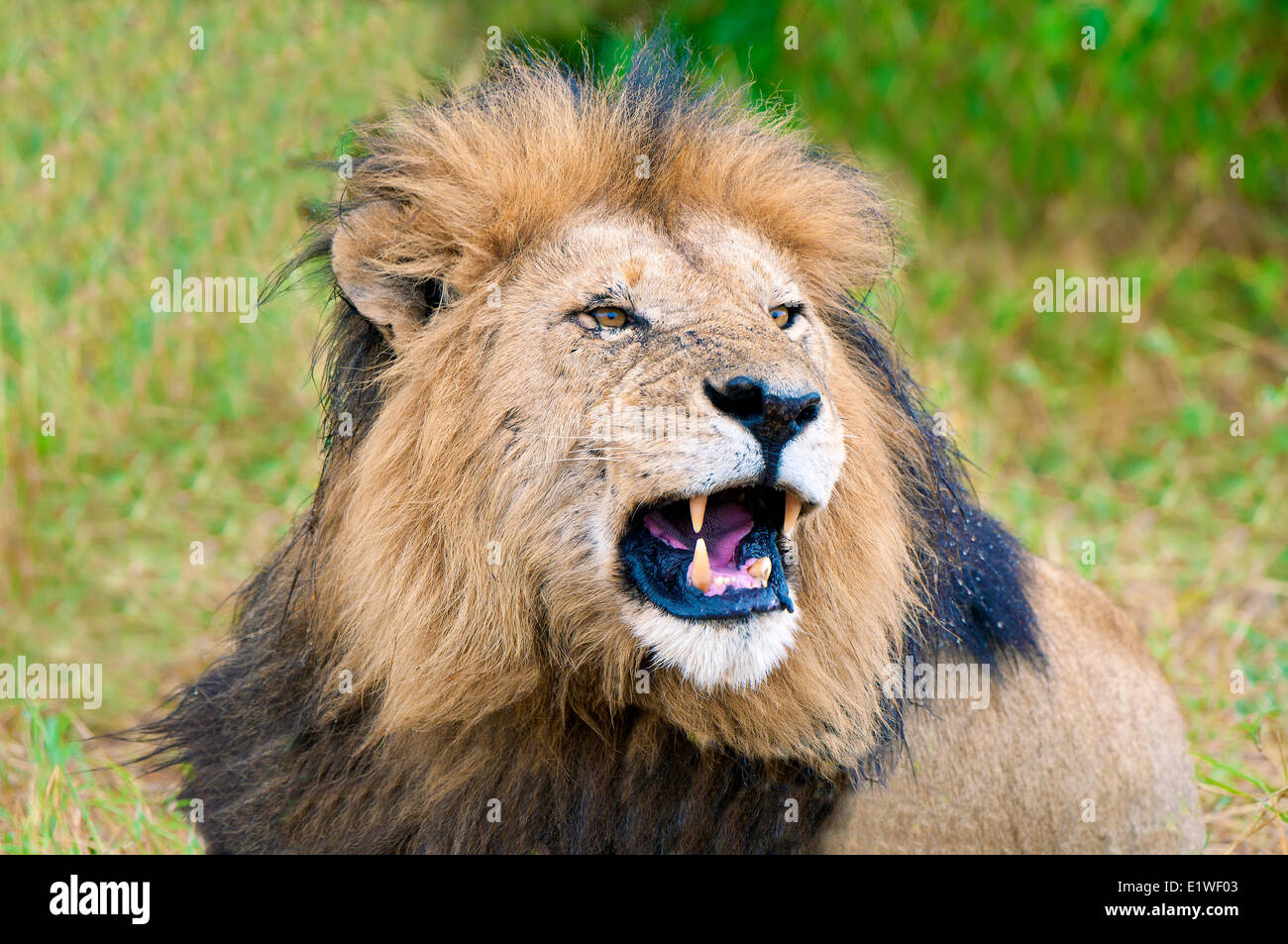 Snarling male African lion (Panthera leo), Masai Mara Game Reserve ...