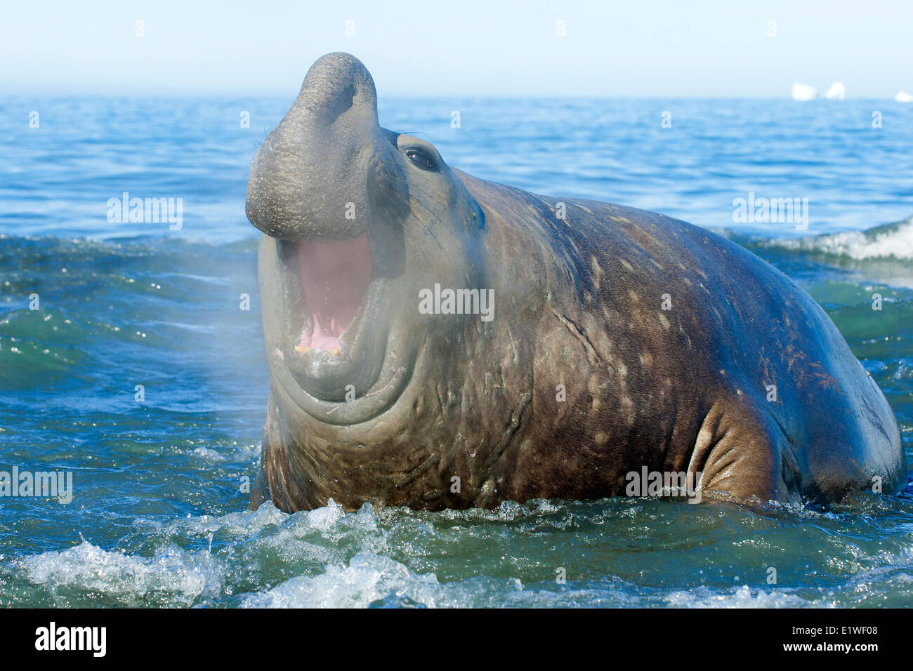 Bellowing bull hi-res stock photography and images - Alamy