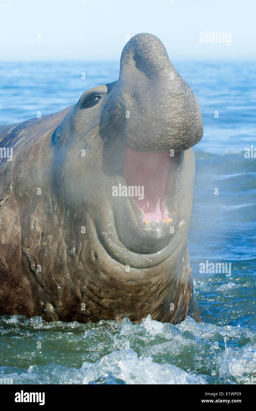 Bellowing bull hi-res stock photography and images - Alamy