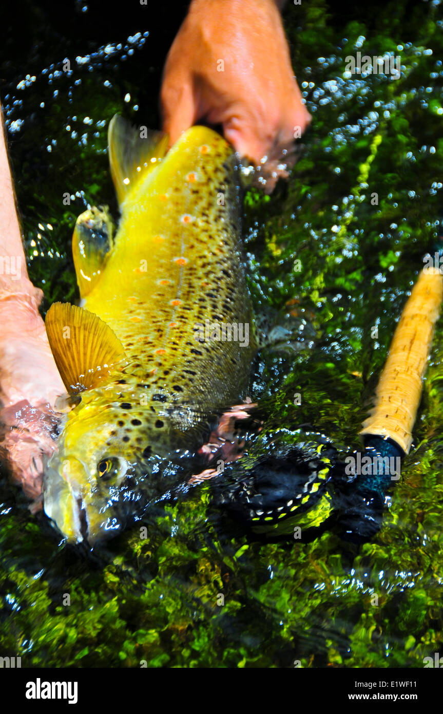 Brown Trout Spring Creeks Stock Photo - Alamy