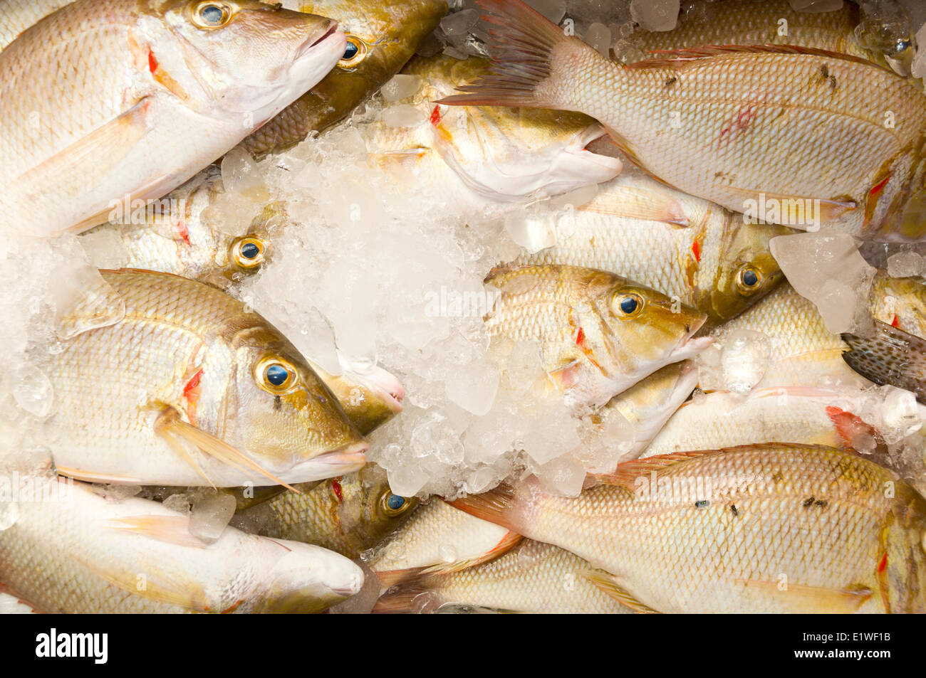 Dead fish on island hi-res stock photography and images - Alamy