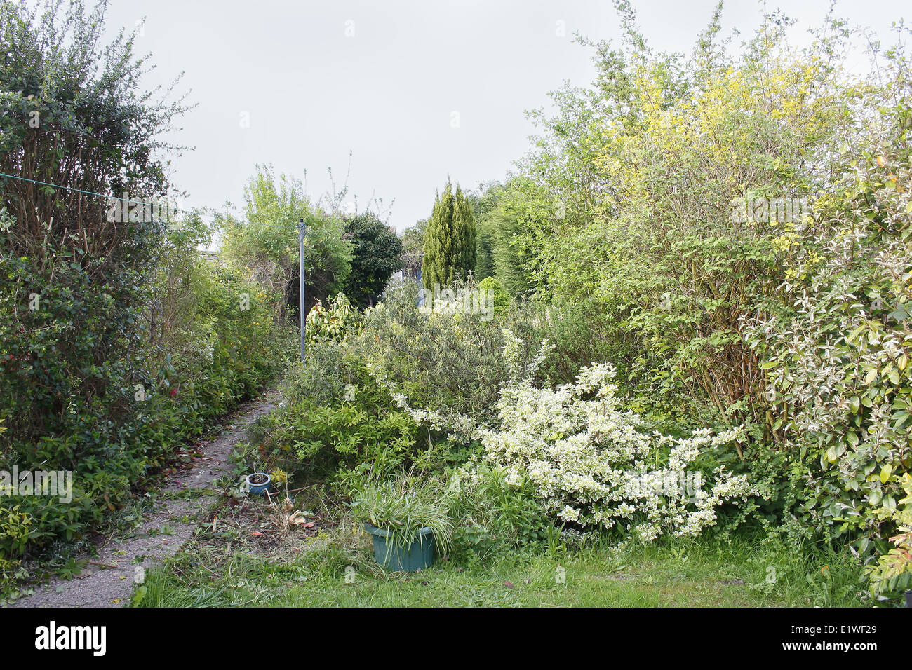 image of urban overgrown garden, England, UK Stock Photo - Alamy