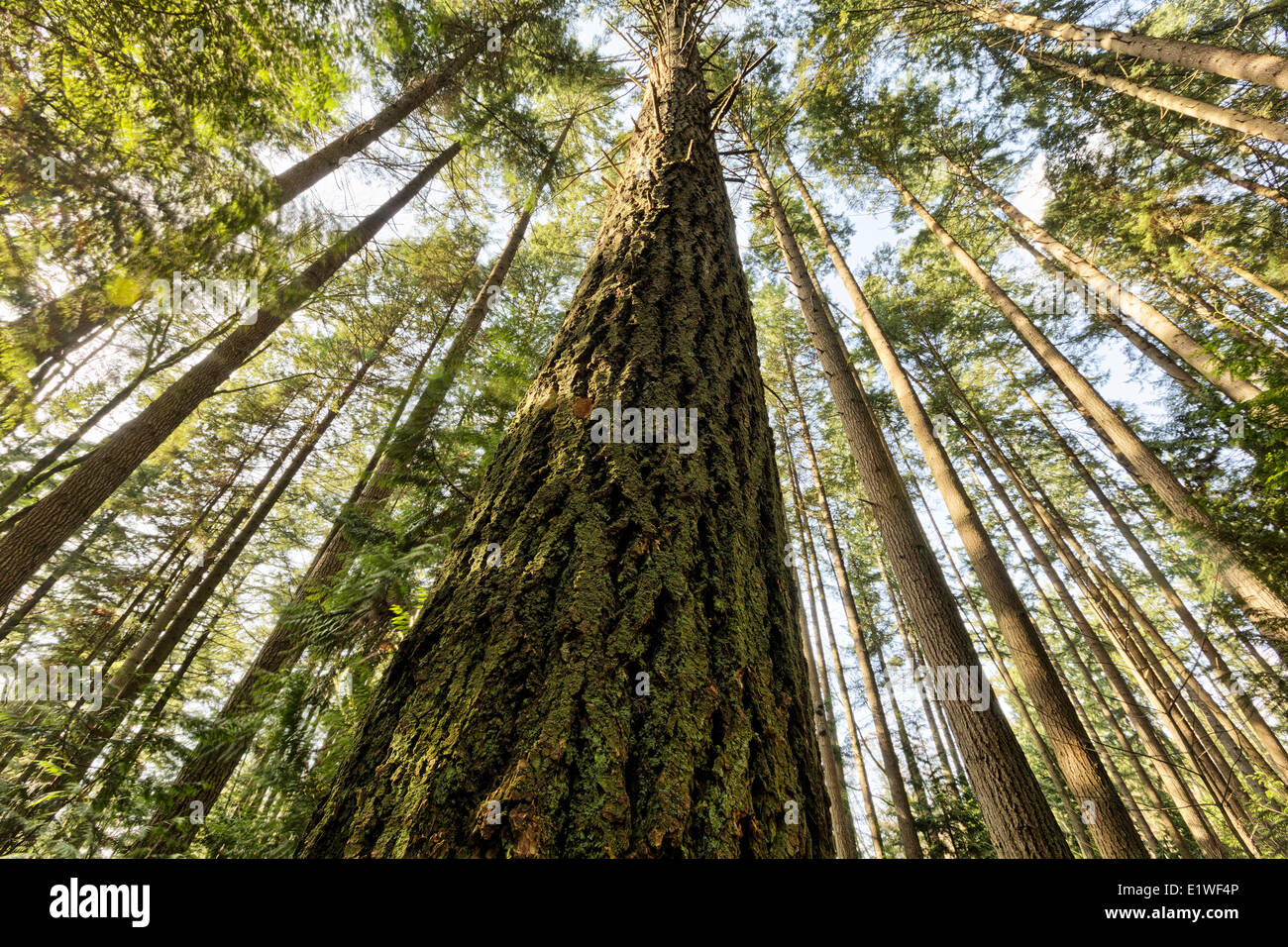 Pacific spirit park hi-res stock photography and images - Alamy