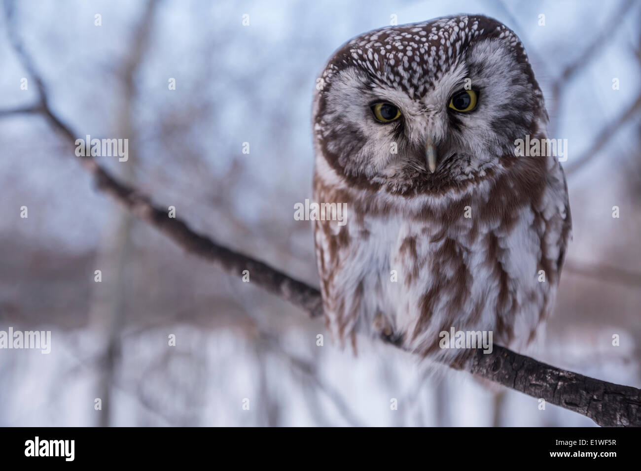 Yukon birds hi-res stock photography and images - Alamy