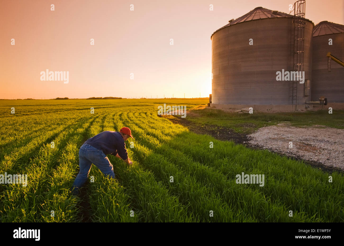 a man scouts an early growth wheat field next to grain storage bins ...