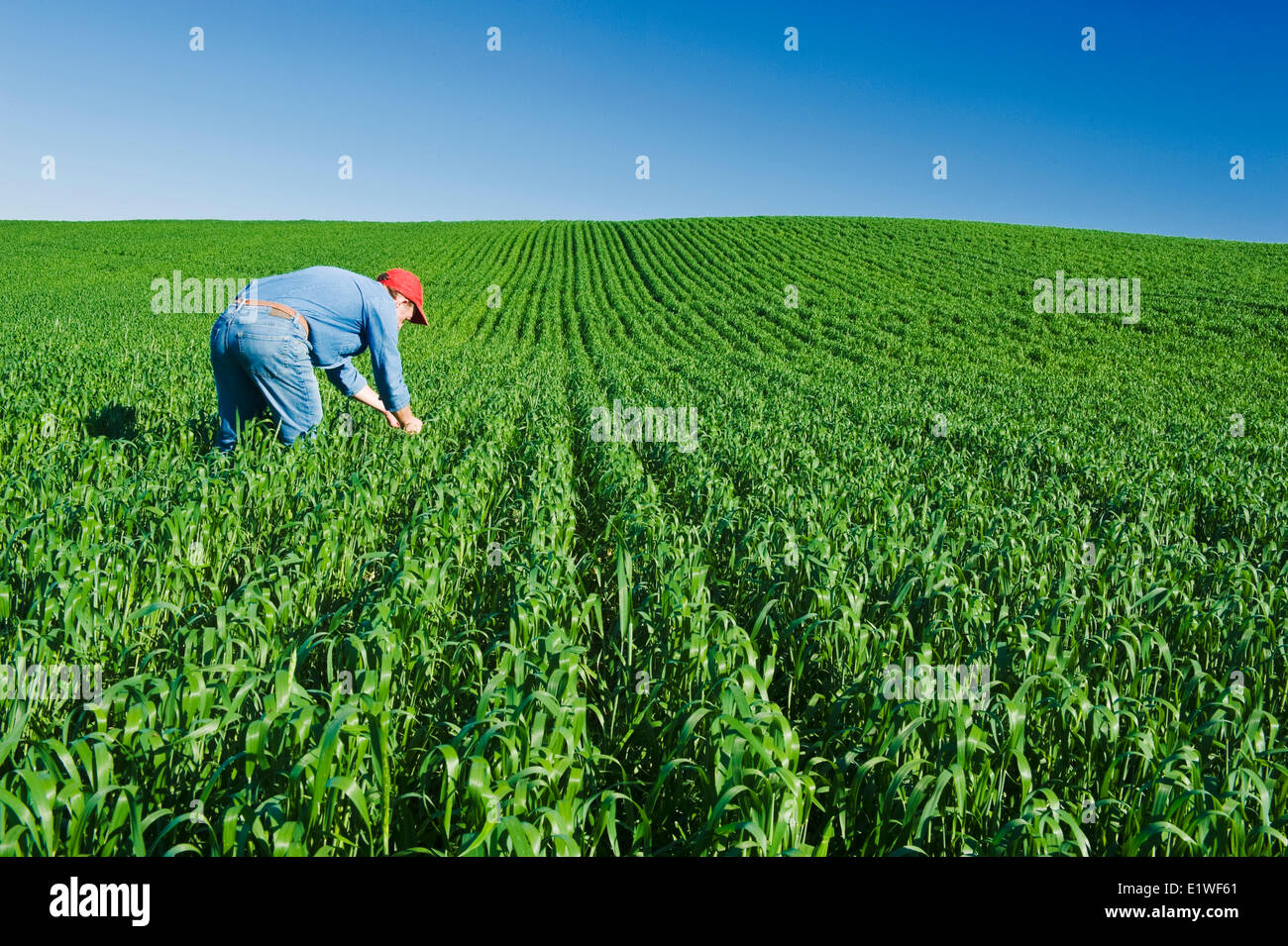 Monocrop agriculture hi-res stock photography and images - Alamy