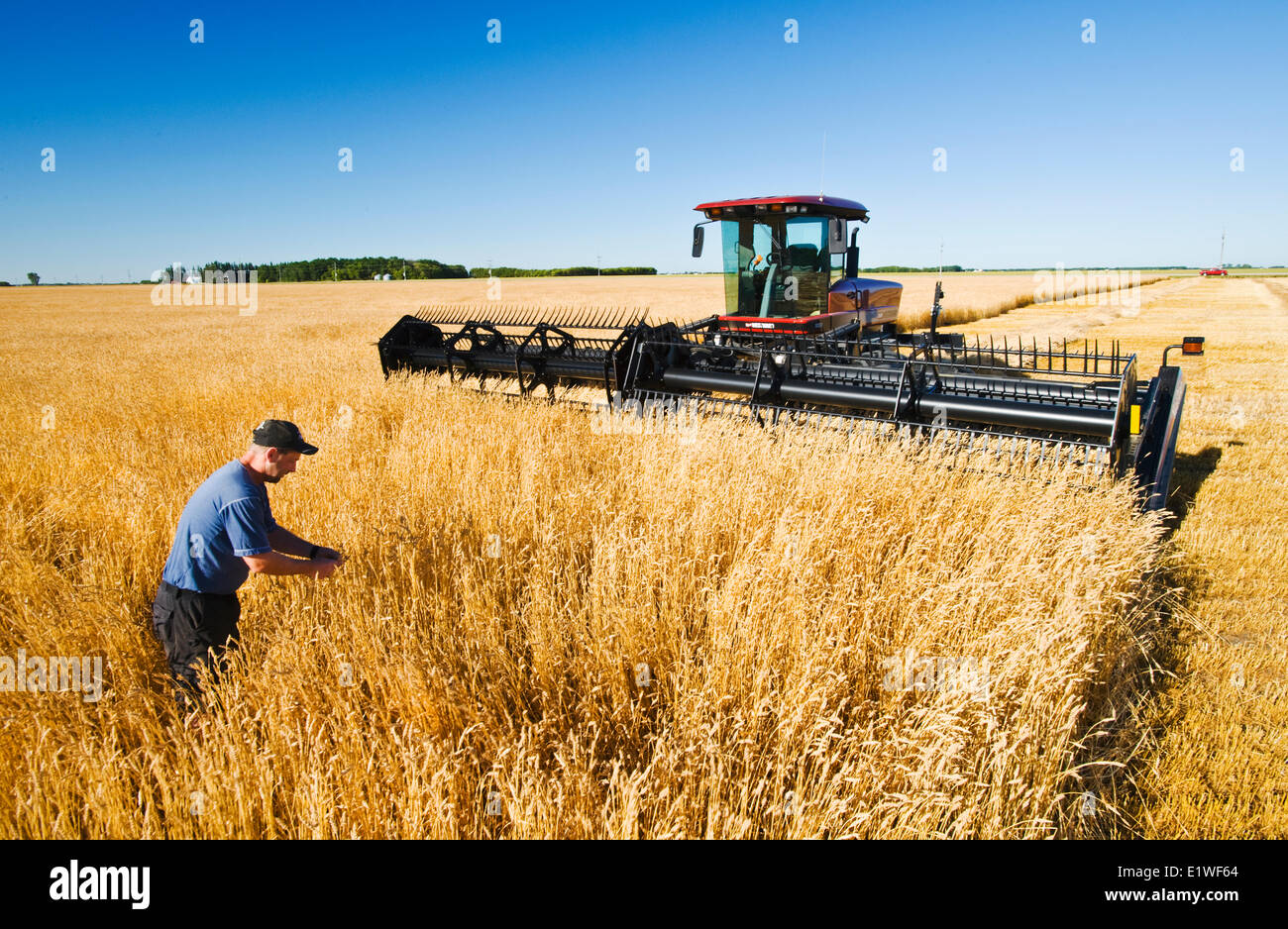 Wheat swathing hi-res stock photography and images - Alamy