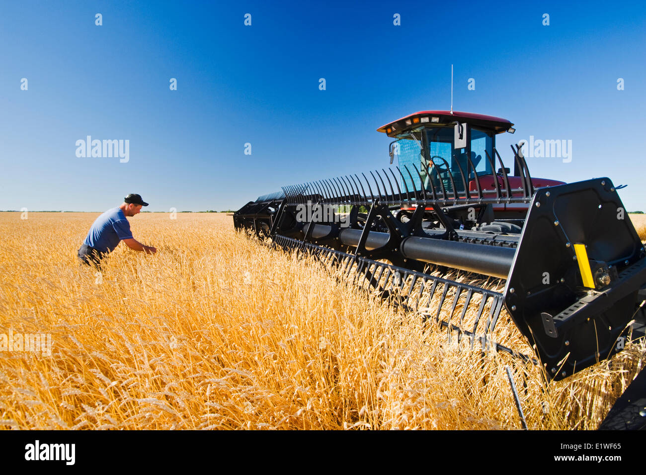 Wheat swathing hi-res stock photography and images - Alamy