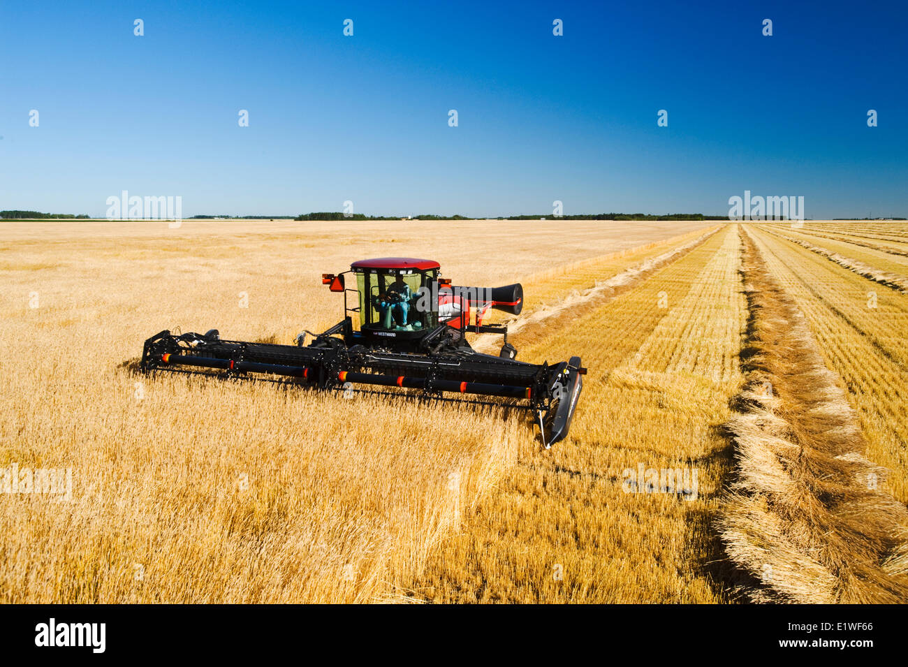 Wheat swathing hi-res stock photography and images - Alamy