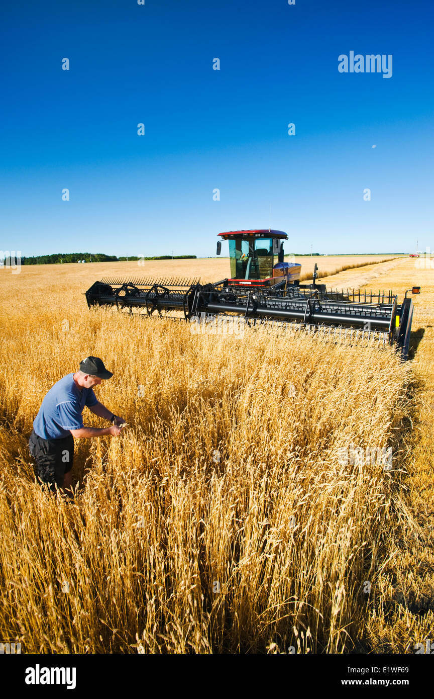Swathing wheat hi-res stock photography and images - Alamy