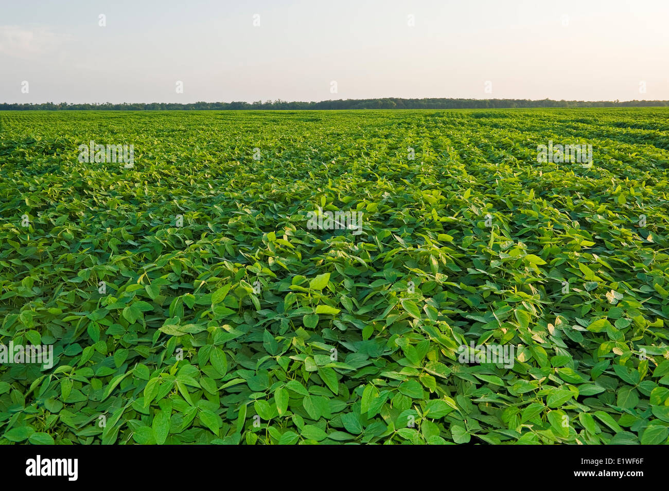 Soybean field hi-res stock photography and images - Alamy