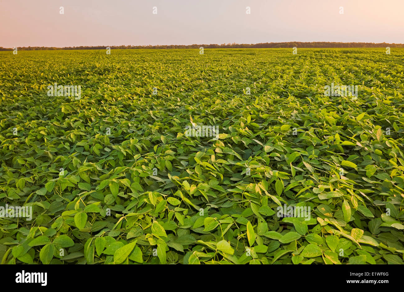 Soybean field hi-res stock photography and images - Alamy