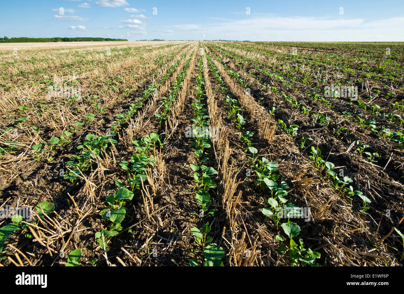 early growth canola in a zero till grain stubble field, Tiger Hills ...