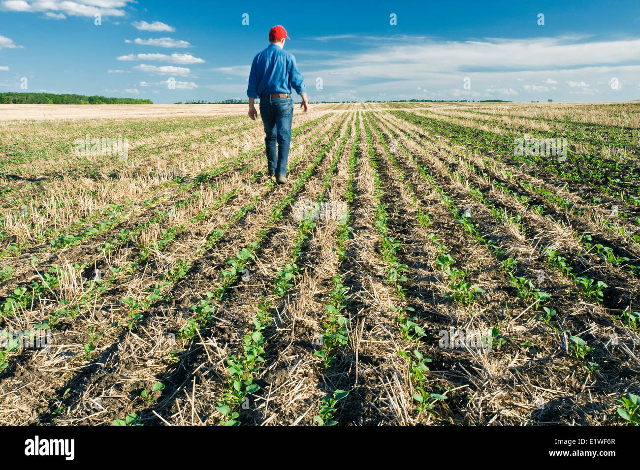 a farmerscouts an early growth canola in a zero till grain stubble ...
