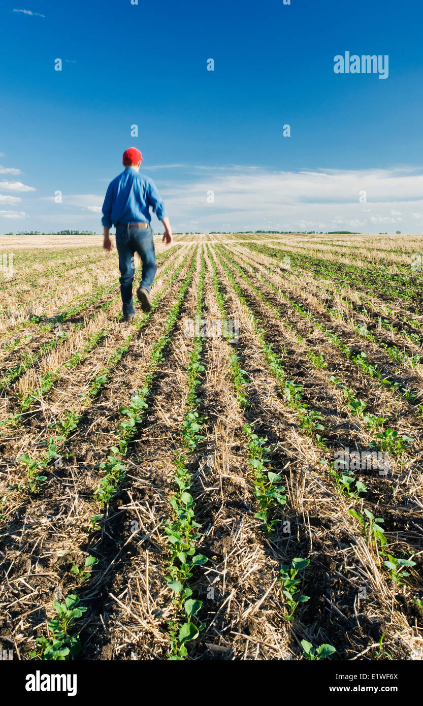 a farmer scouts early growth canola in a zero till grain stubble field ...
