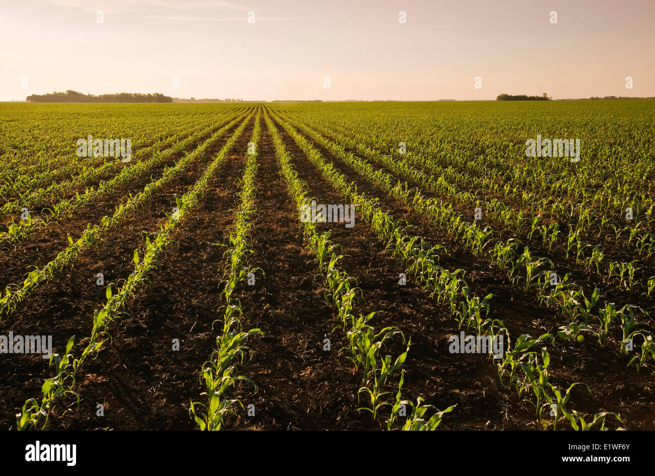 a field of early growth feed/grain corn stretches to the horizon, near ...