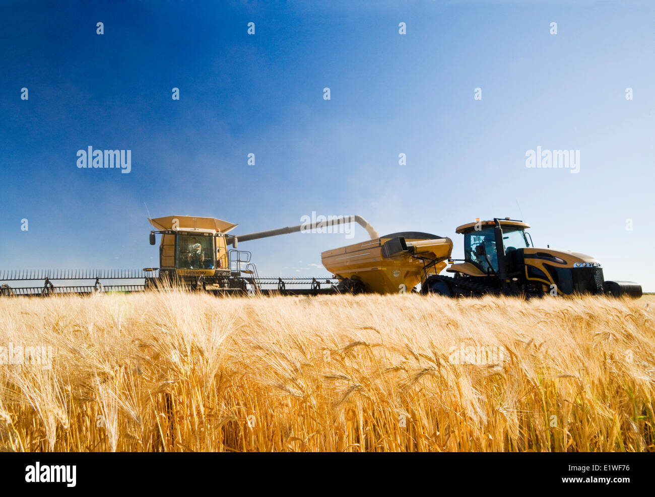 a combine unloads into a grain wagon on the go during the barley ...