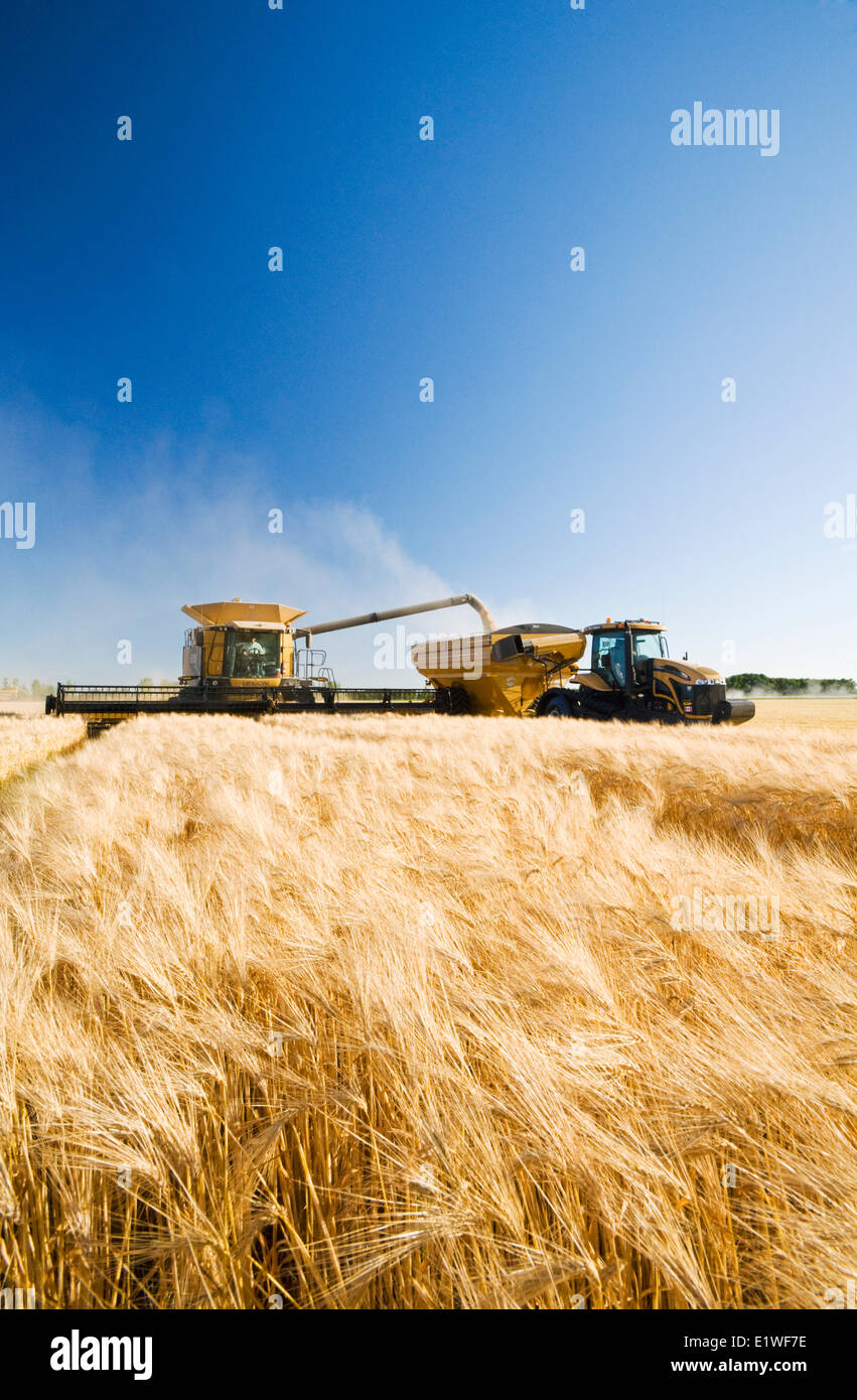 a combine unloads into a grain wagon on the go during the barley ...