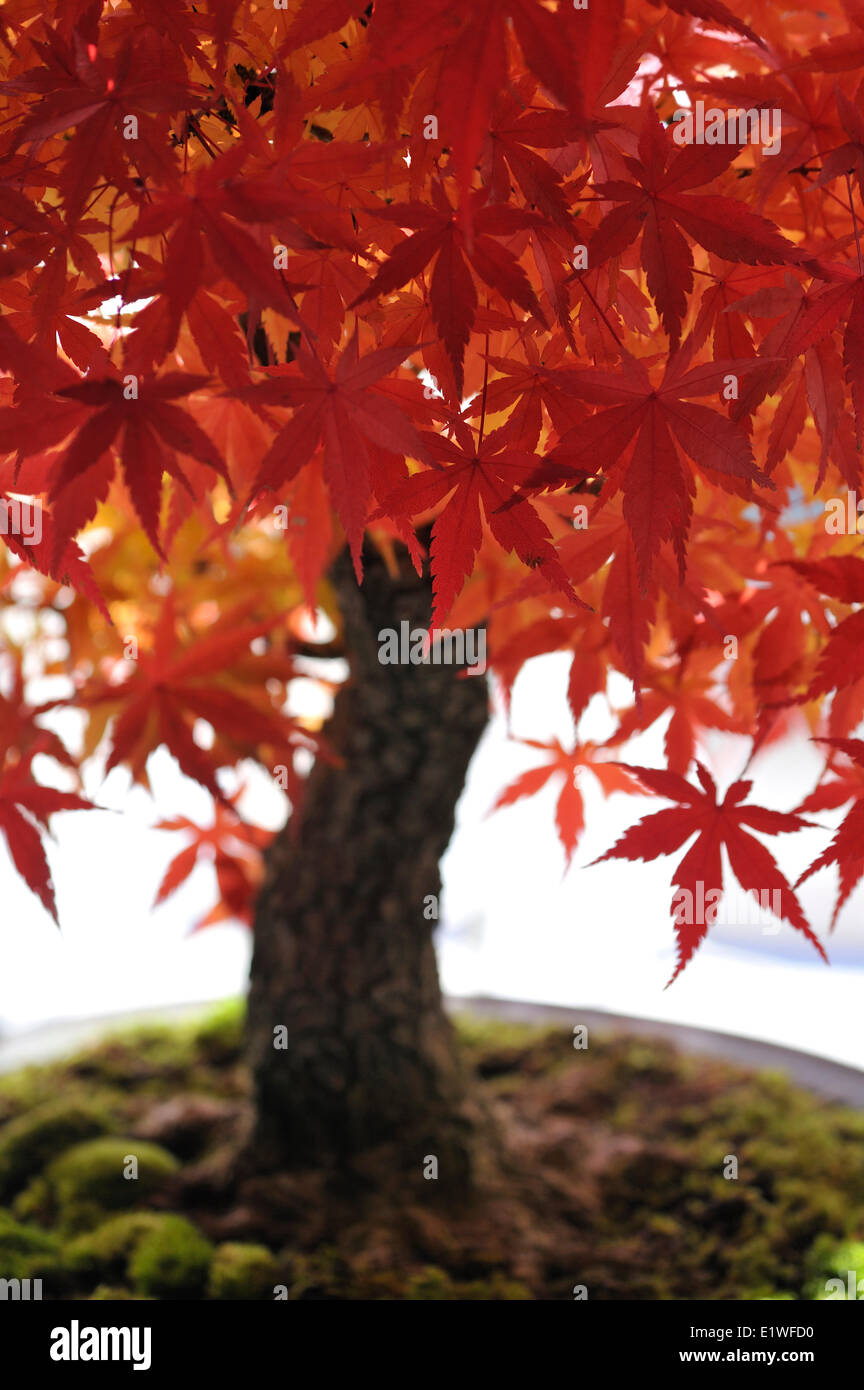 Red maple at bonsai show in Nikko Stock Photo - Alamy