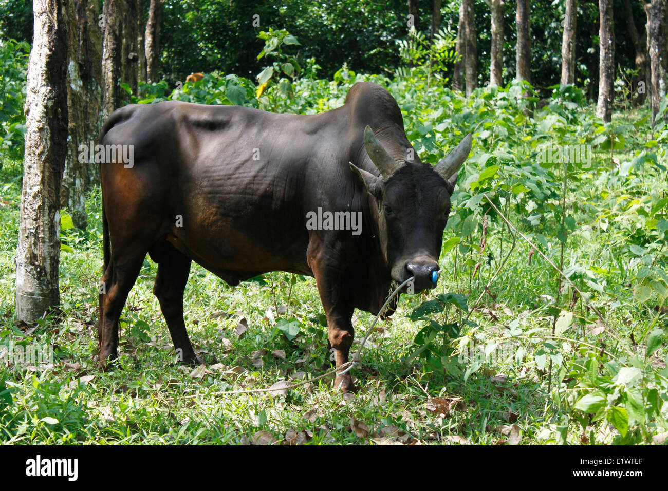 Buffalo eating in a meadow, Phuket, Thailand, Asia Stock Photo - Alamy