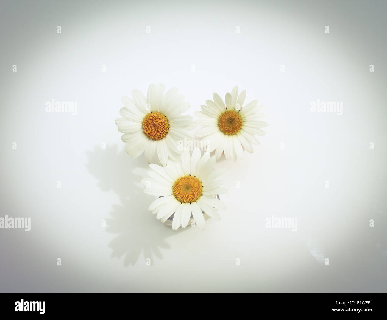 three daisies huddled together Stock Photo - Alamy