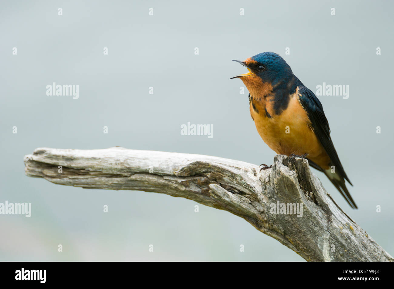 Barn Swallow (Hirundo rustica), Merritt, British Columbia Stock Photo ...