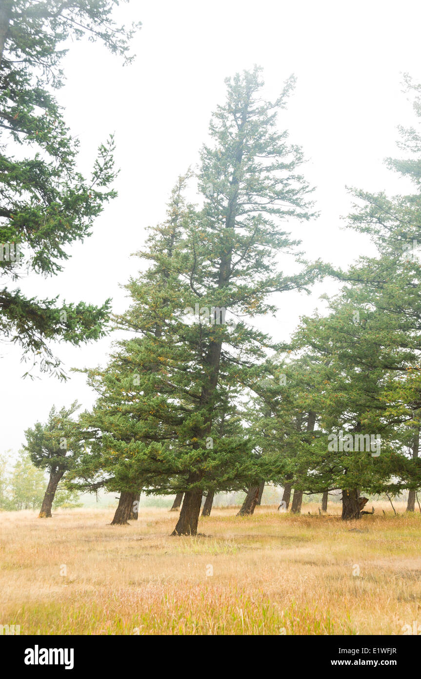 Douglas fir hi-res stock photography and images - Alamy