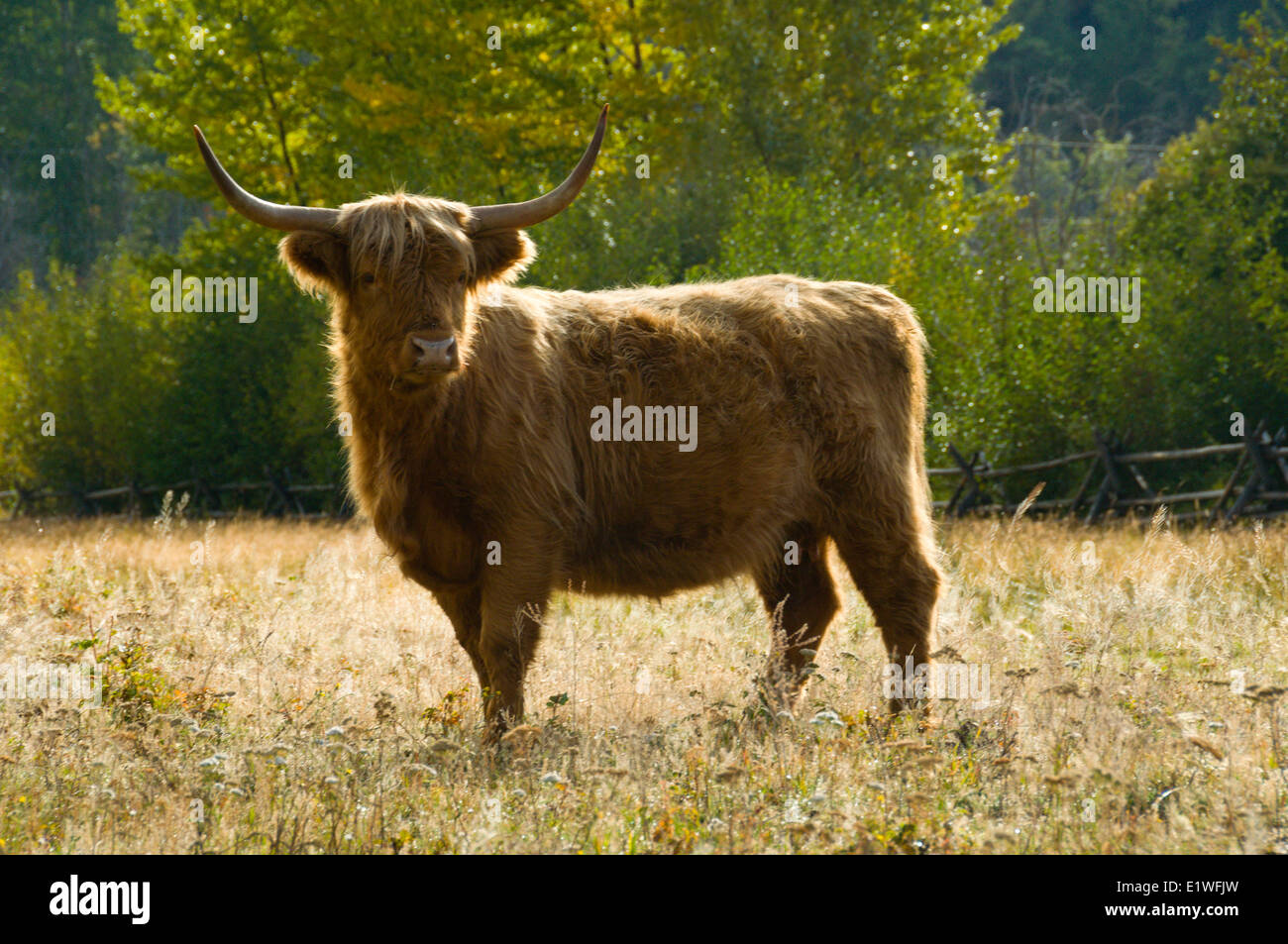 Cow and a tree hi-res stock photography and images - Alamy