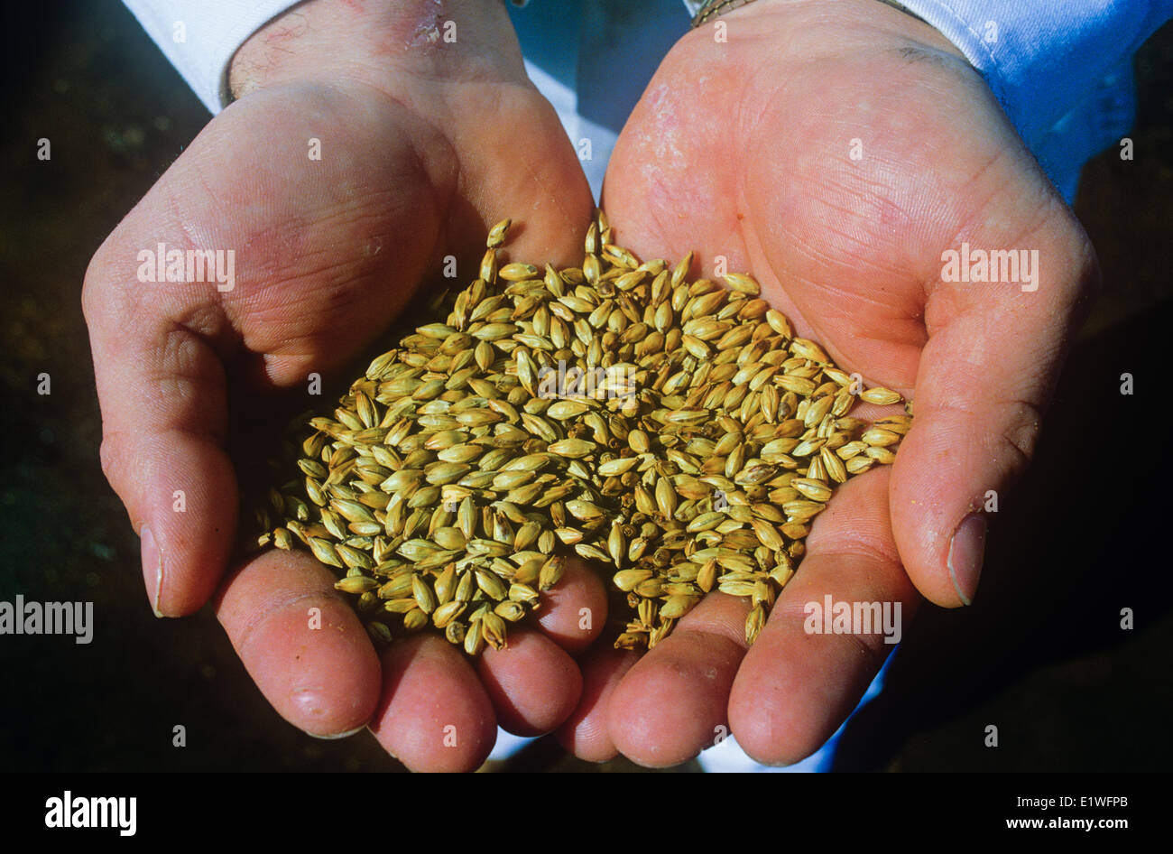 Farmer hands holding grain Stock Photo - Alamy