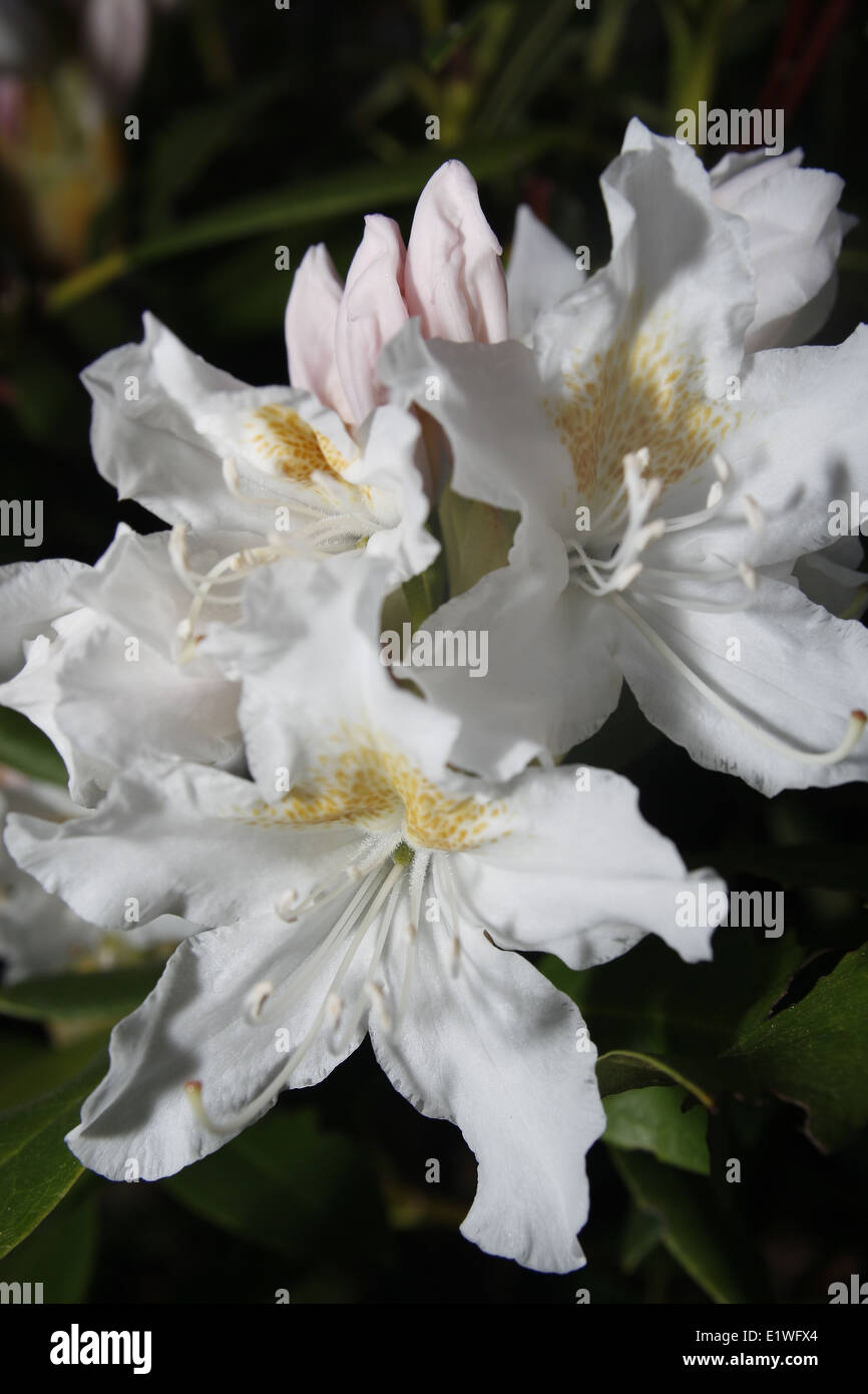 Image rhododendron hi-res stock photography and images - Alamy
