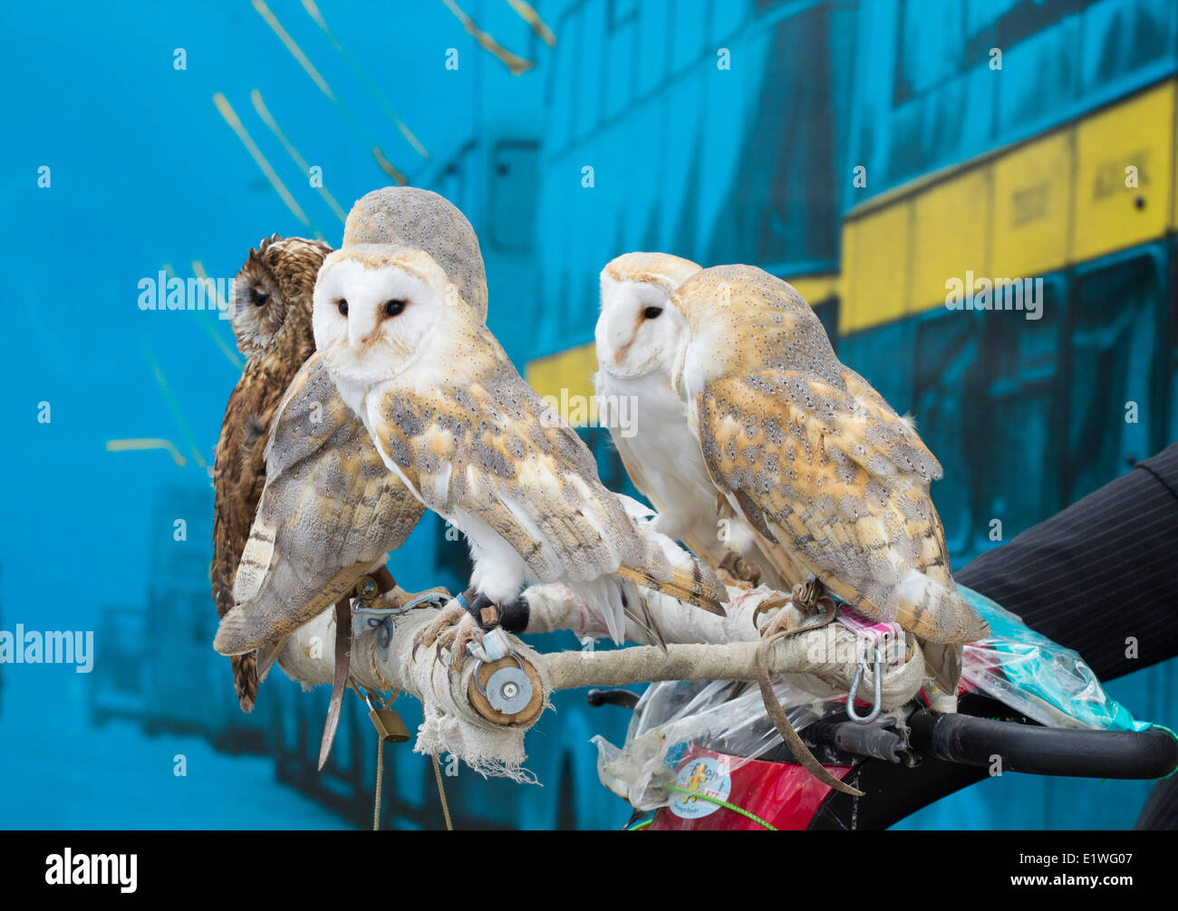 Pensioner John Miller takes his four Barn Owls and one Tawny Owl for a ...