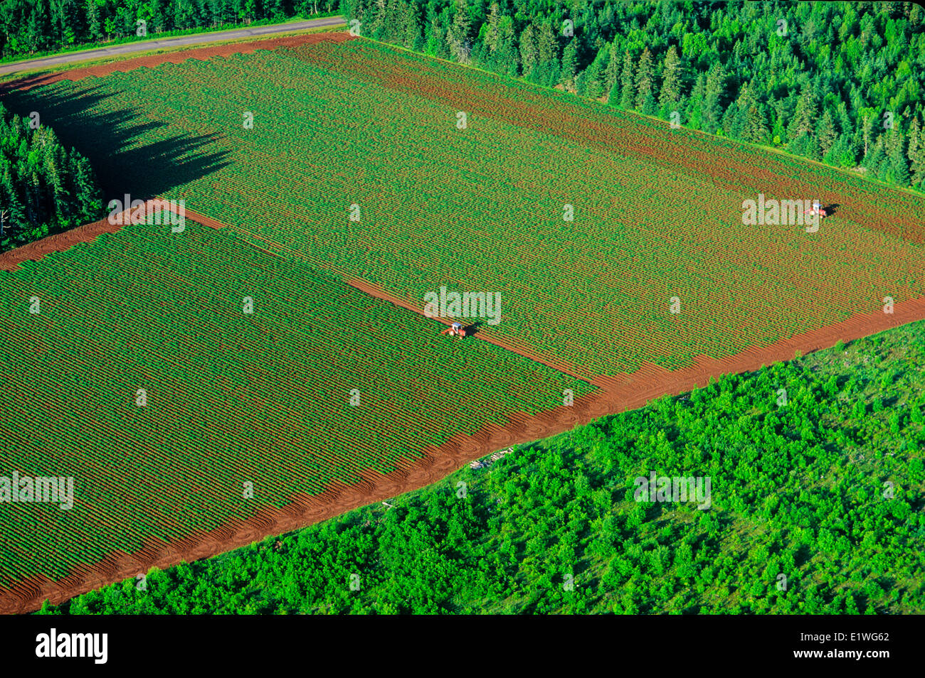 Potato crop aerial view hi-res stock photography and images - Alamy