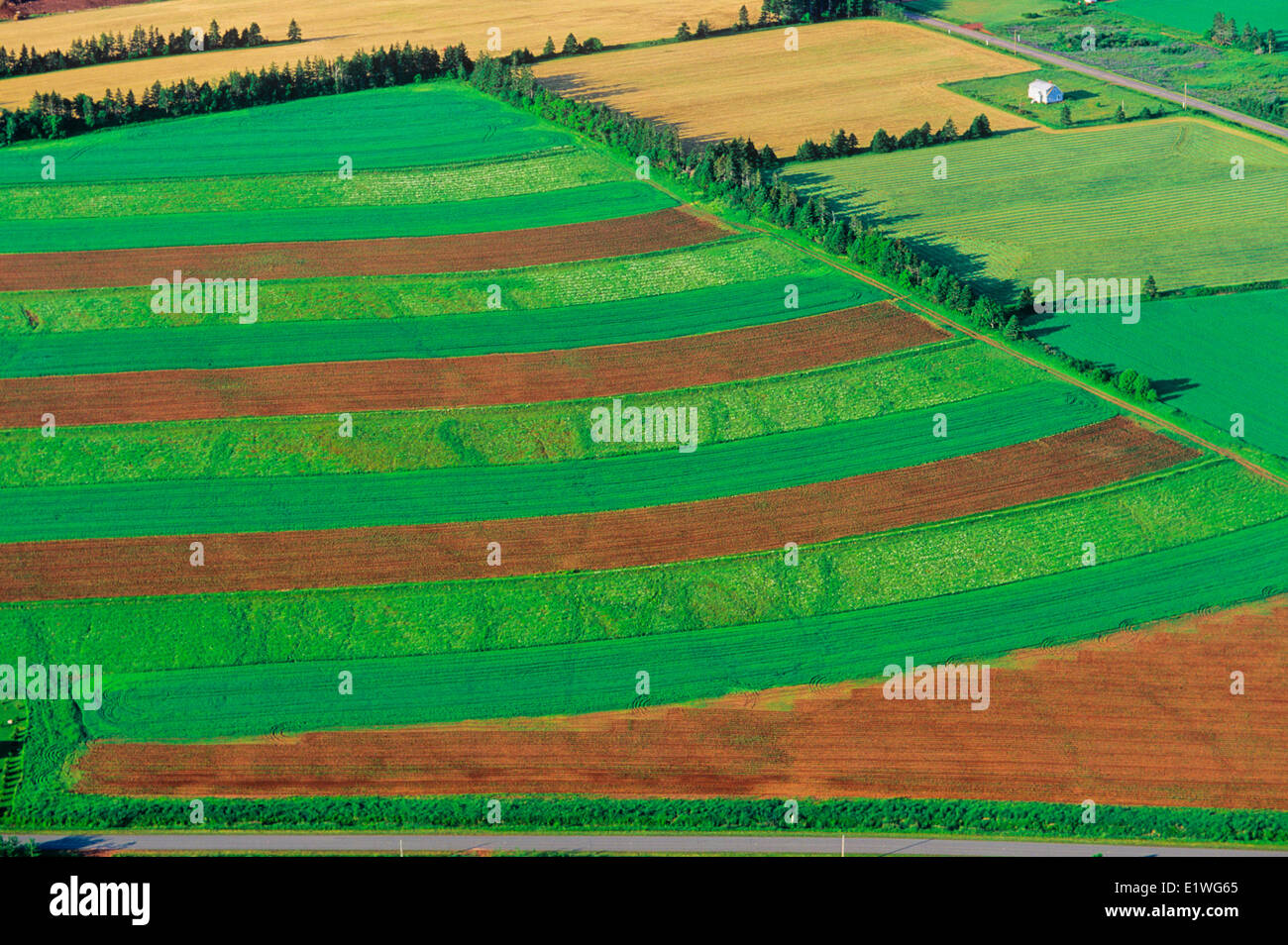 Strip farming, St. Peters, Prince Edward Island, Canada Stock Photo - Alamy
