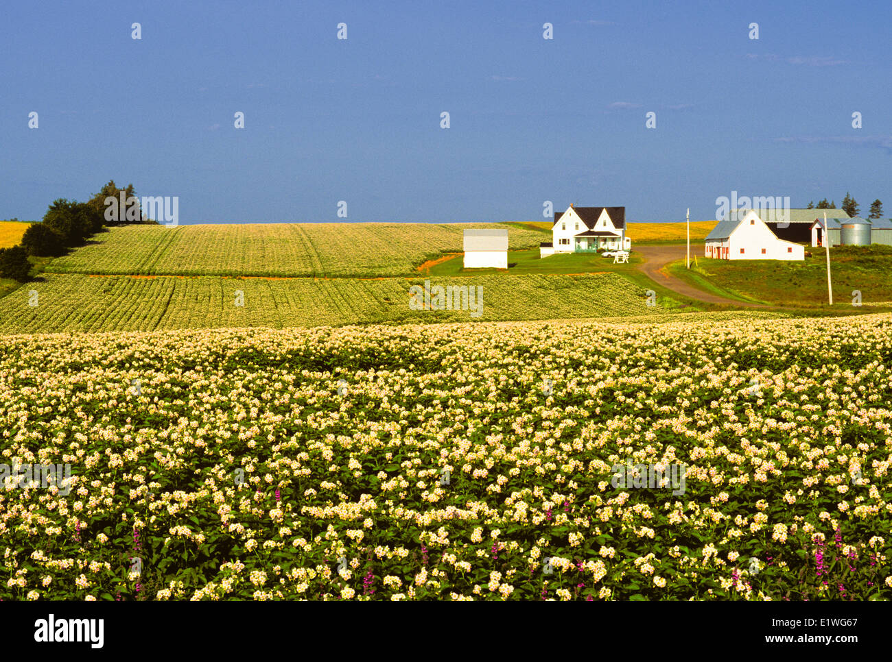 Potatoe field and farm house hi-res stock photography and images - Alamy