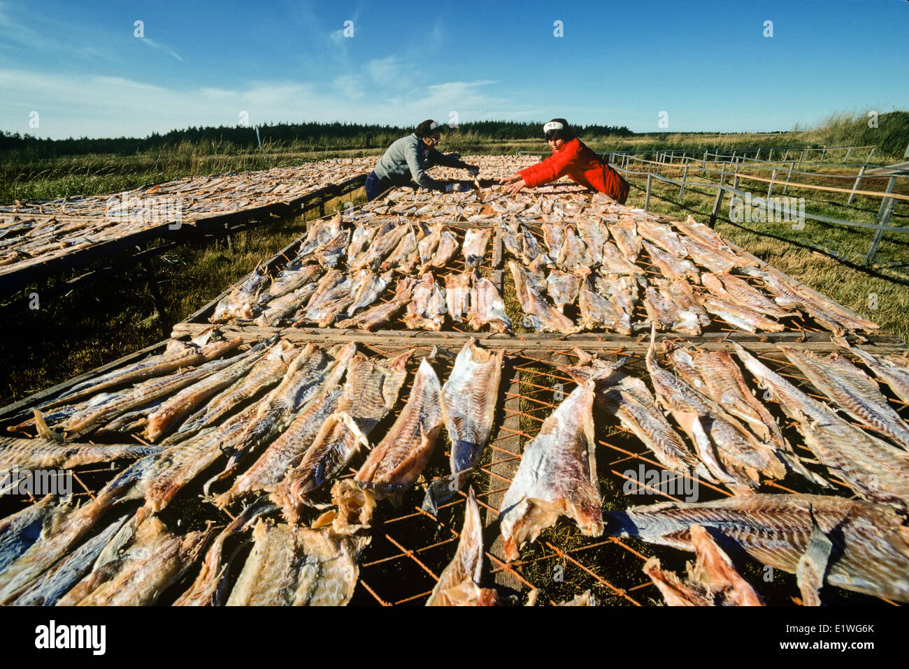 Drying cod, Judes Point, Tignish, Prince Edward Island, Canada Stock ...