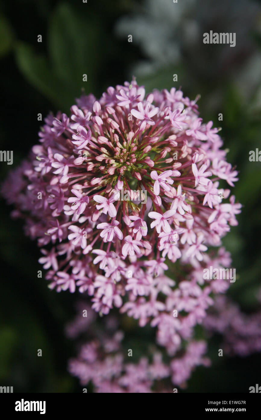 close up image of pink valerian Centranthus ruber Stock Photo - Alamy