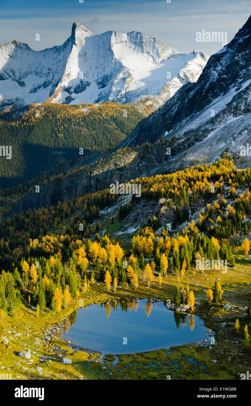 Alpine larch hi-res stock photography and images - Alamy