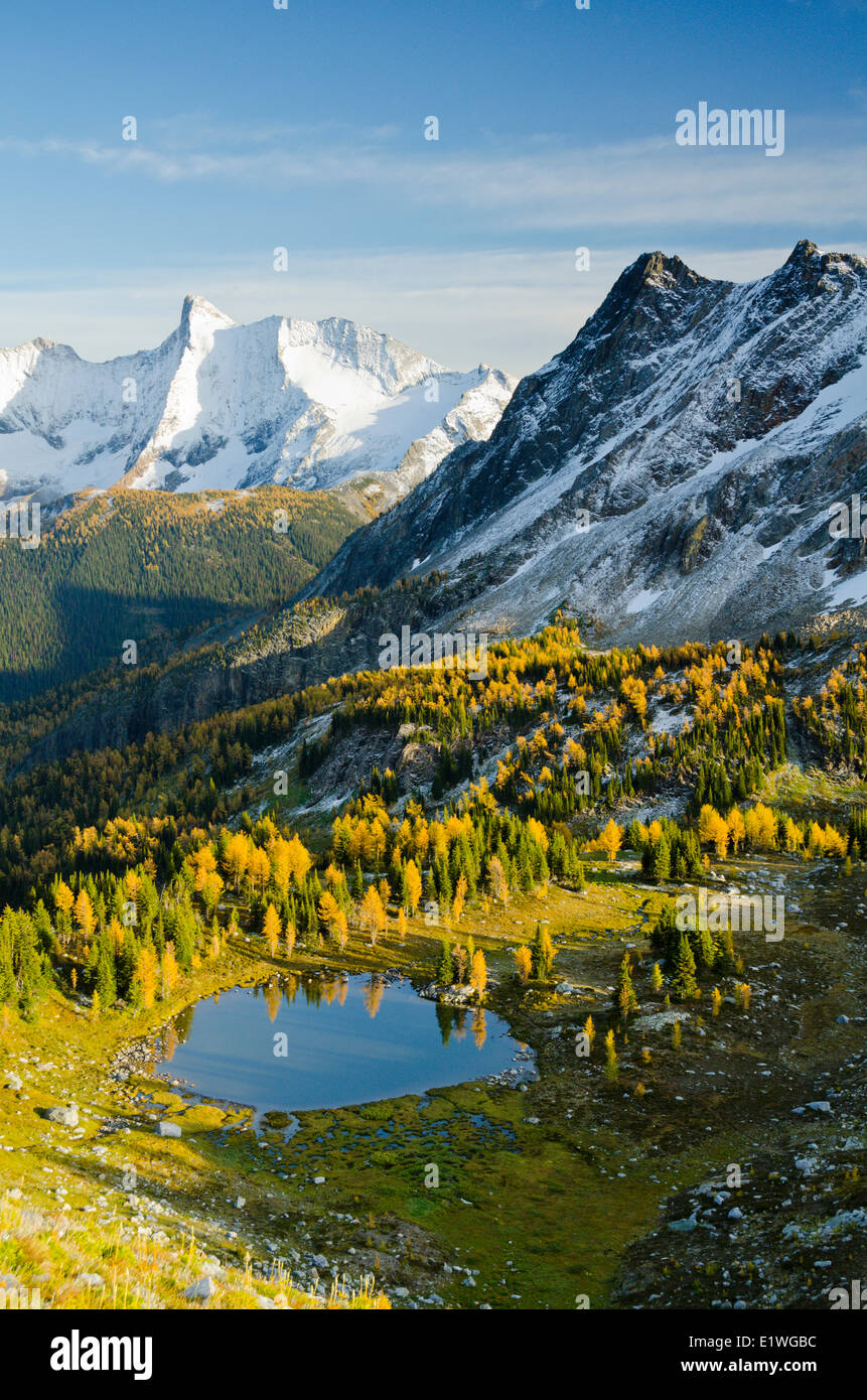 Jumbo Pass showing fall-coloured Alpine Larch (Laryx Lyallii) in the ...
