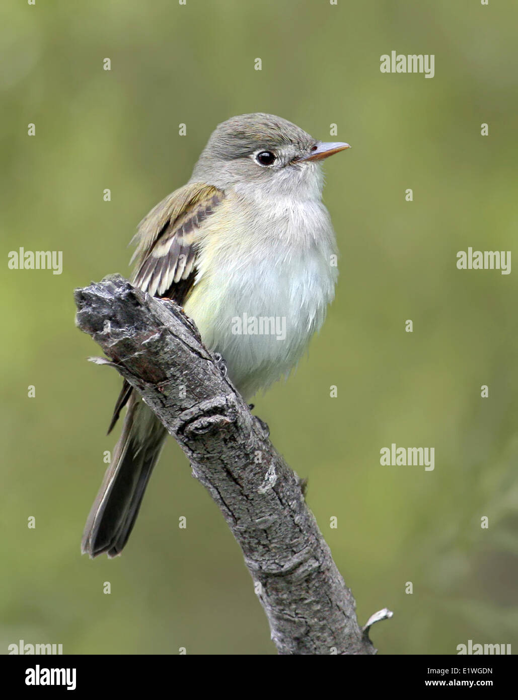 Southwestern Willow Flycatcher Audubon