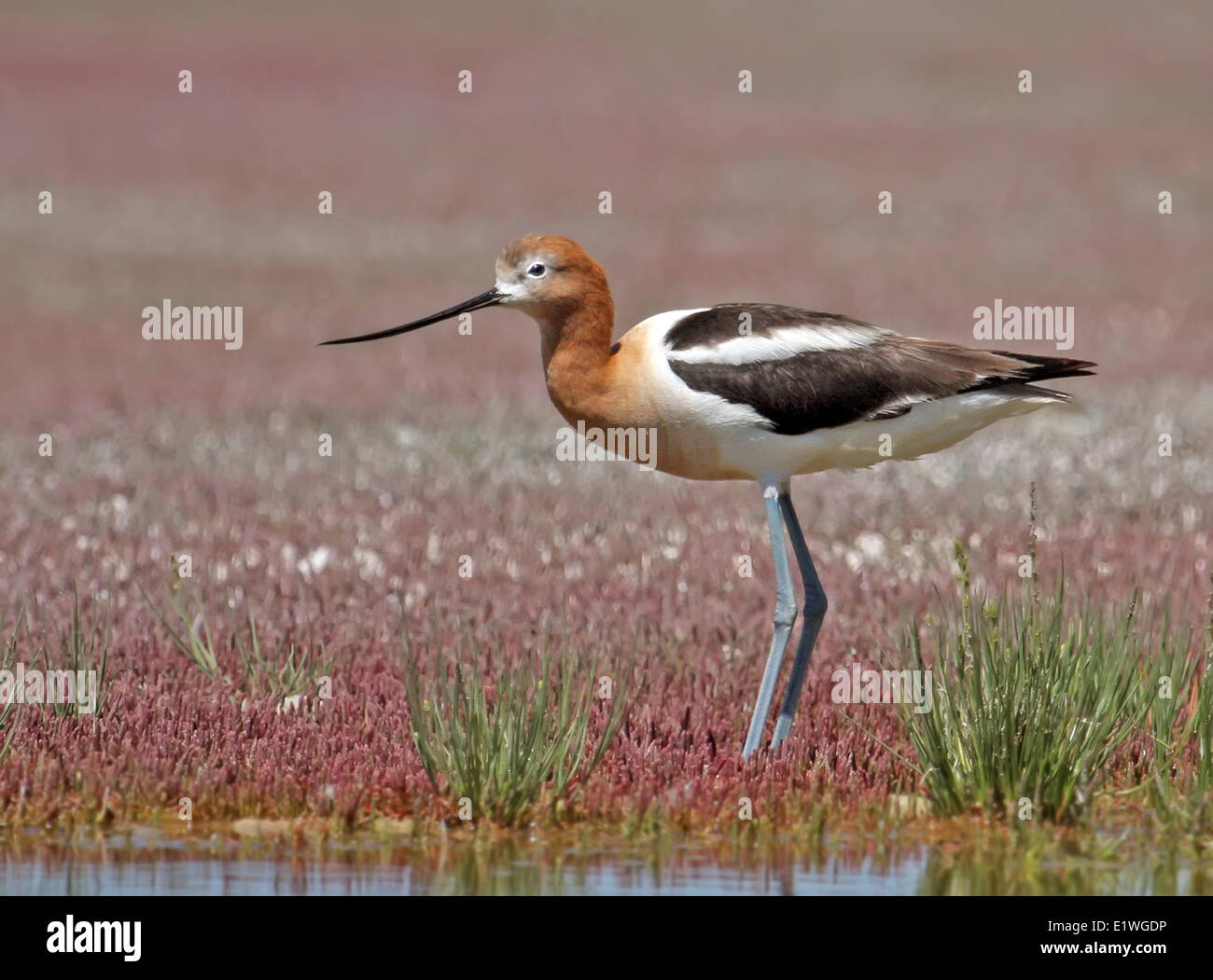 Roadside ponds hi-res stock photography and images - Alamy