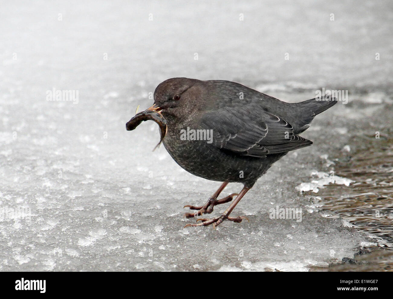 American Dipper (Cinclus mexicanus) with fish at Banff, Alberta Stock ...