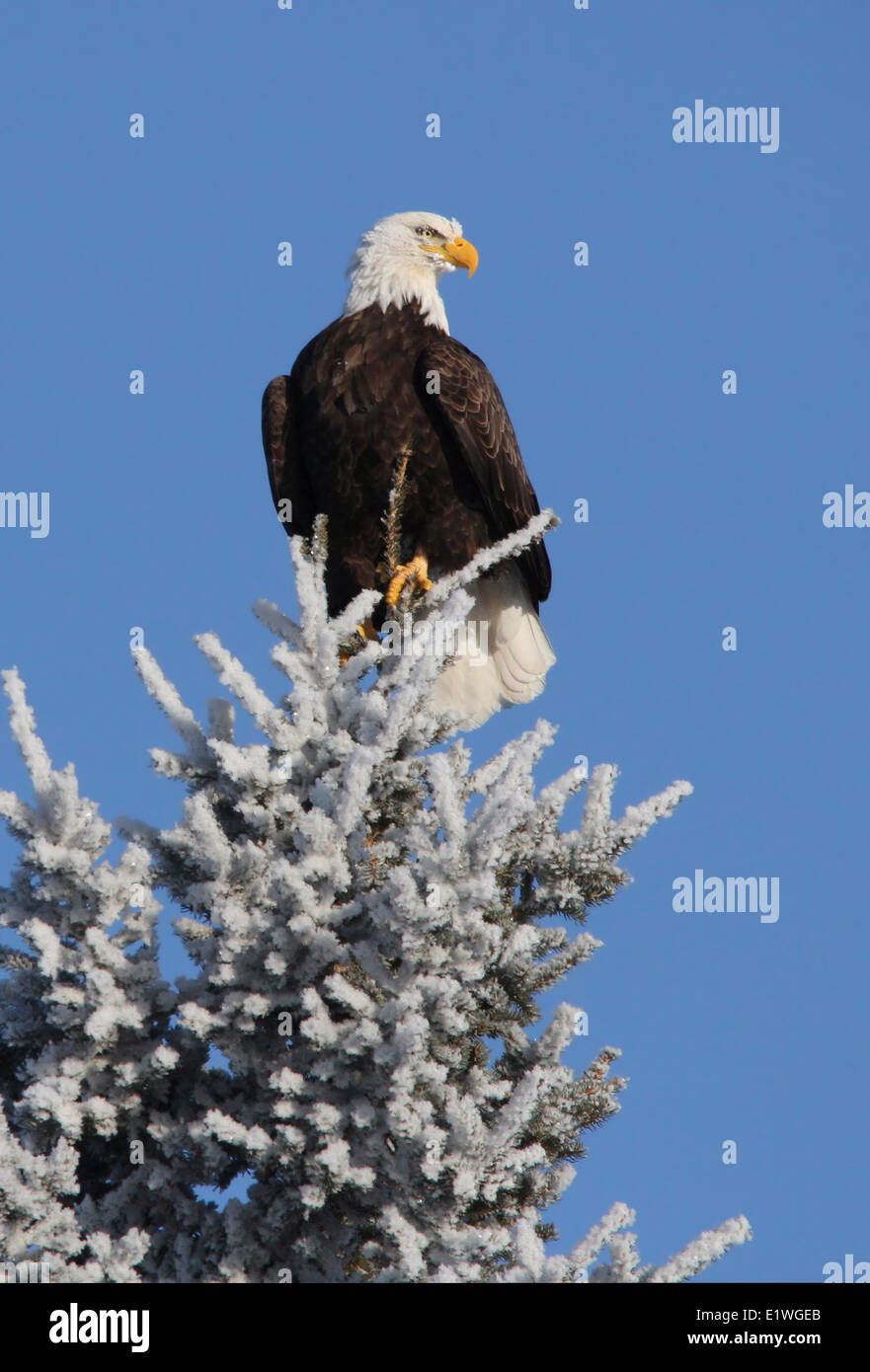 Bald Eagle, Haliaeetus leucocephalus, perched in winter, in ...