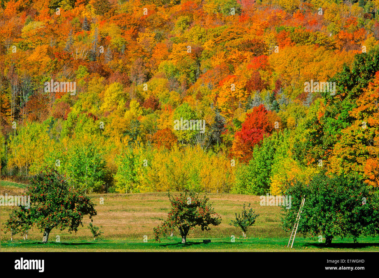 Nova scotia annapolis valley orchard hi-res stock photography and ...