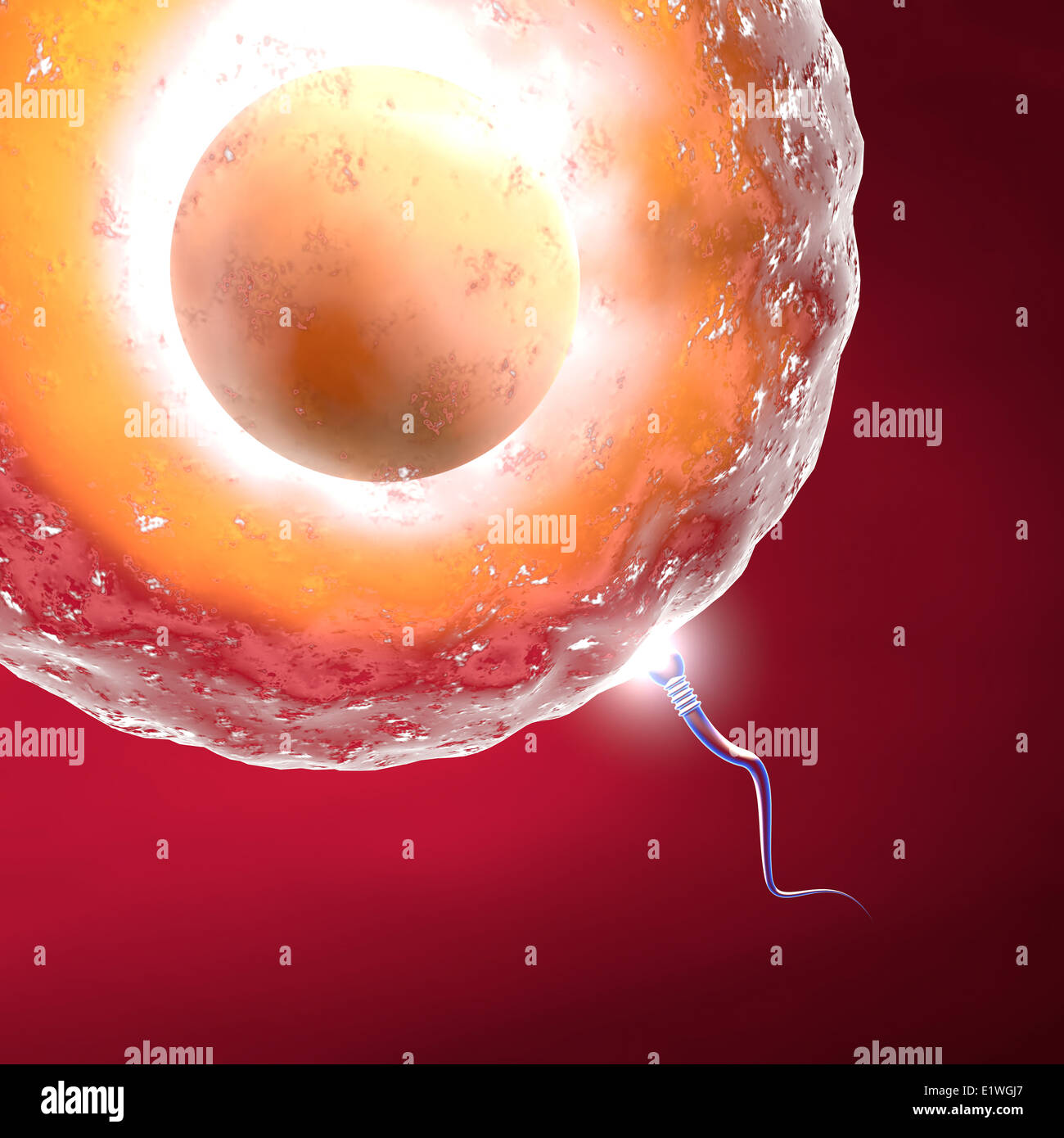 Conception egg and sperm Stock Photo - Alamy