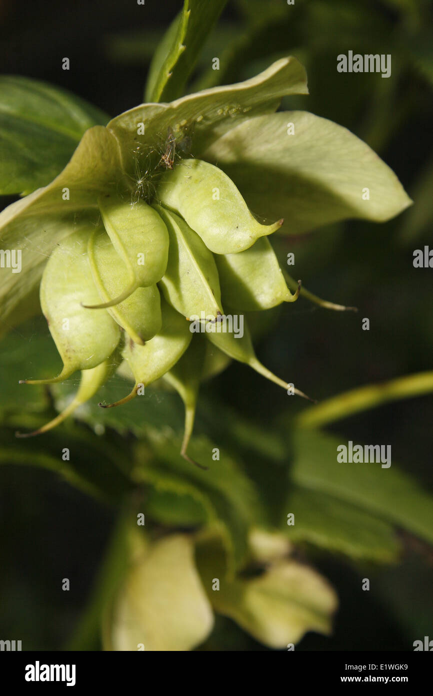 close up image of Hellebore seeds on flower head Stock Photo - Alamy