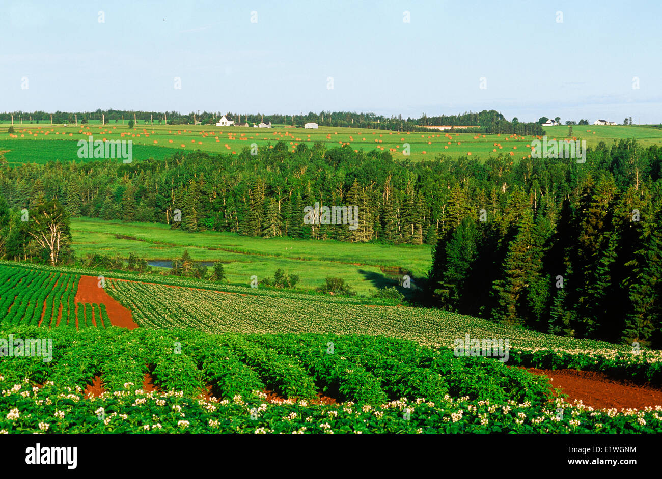 Potato field in blossom, Hampton, Prince Edward Island, Canada Stock ...