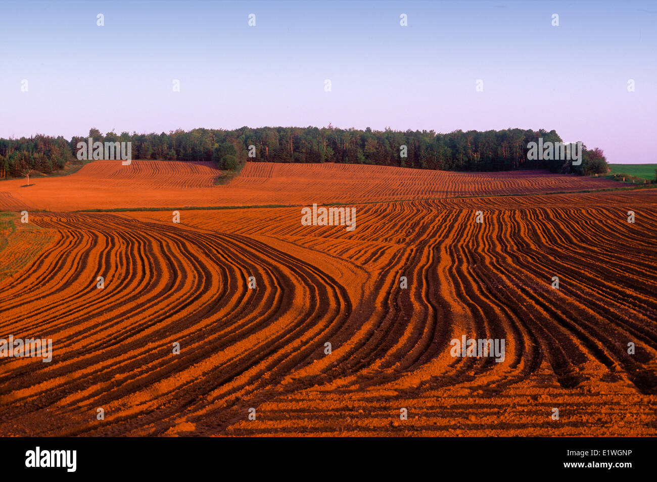 Planted potato field, Nine Mile Creek, Prince Edward Island, Canada ...
