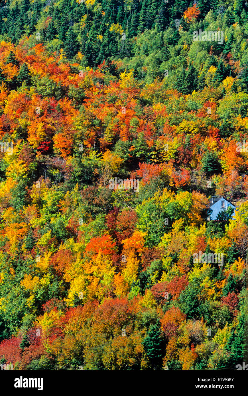 Cape breton fall foliage canada hi-res stock photography and images - Alamy