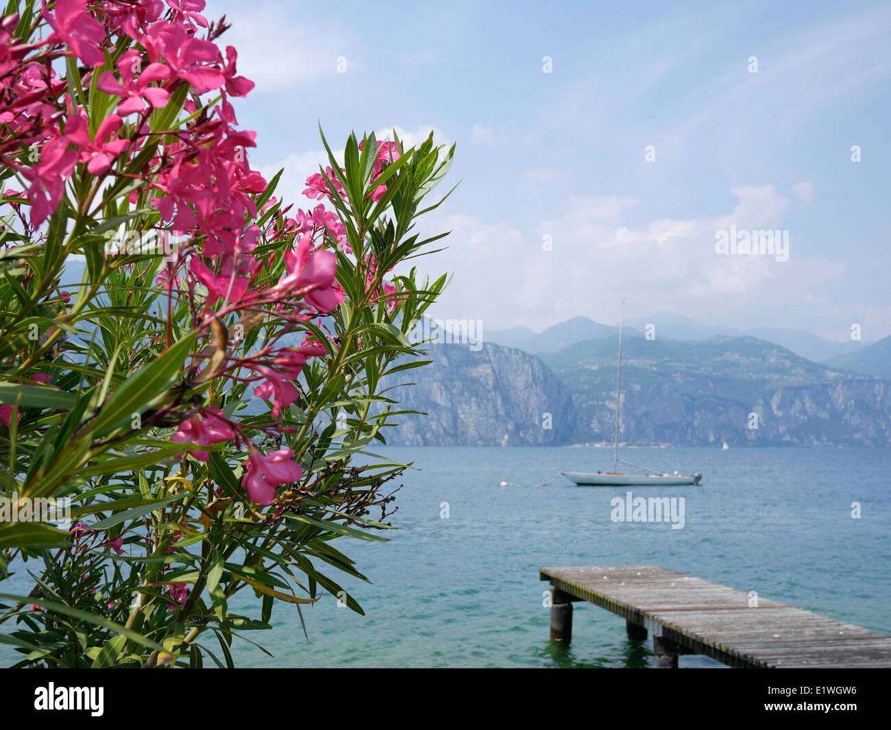 bush with pink flowers and sailing boat on Lake Garda, Italy Stock ...