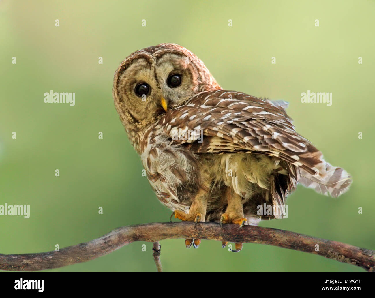 Beauval saskatchewan hi-res stock photography and images - Alamy